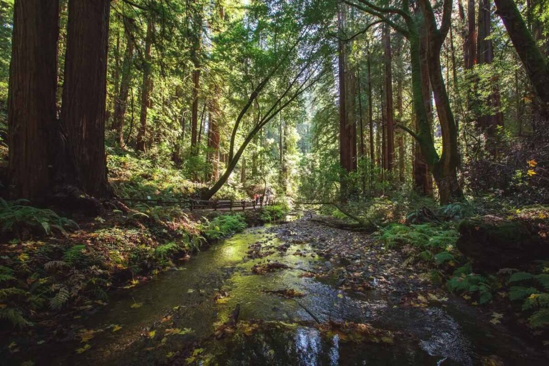5 of The Best Hikes in Muir Woods + Top Tips on How to Get Here