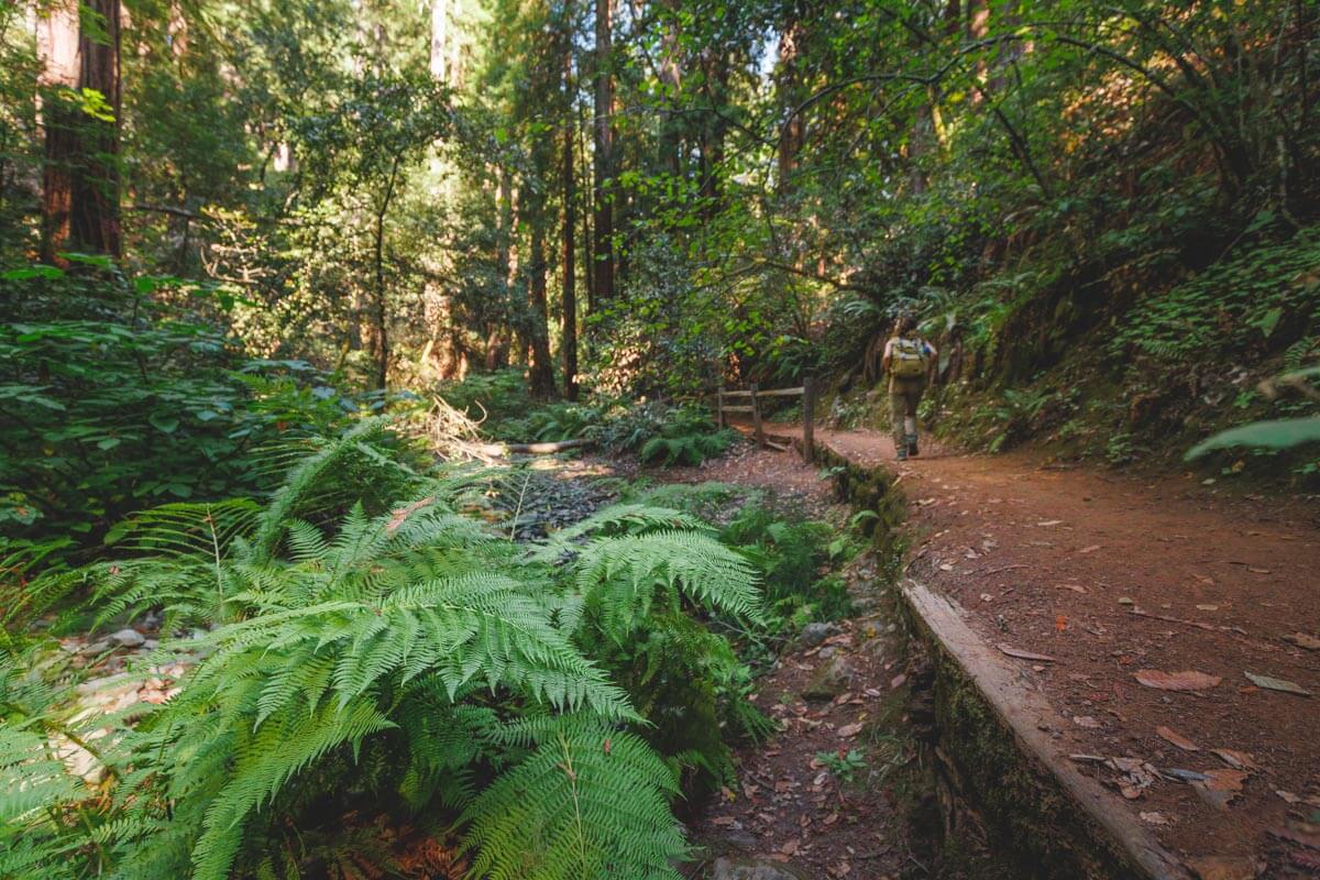 Mount Tamalpais State Park Near San Francisco