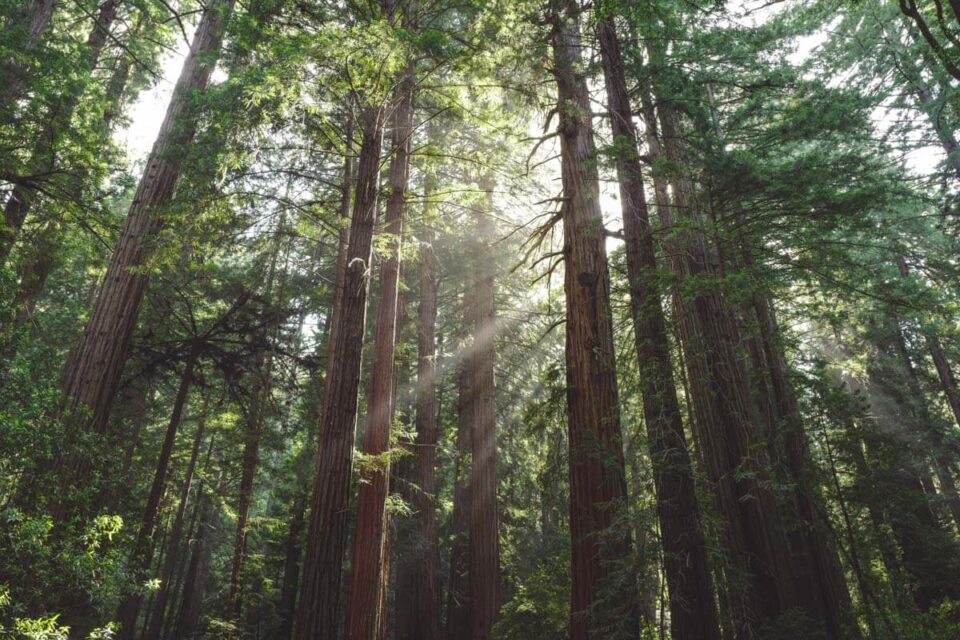 Where to See Redwoods in California (7 TOP Spots)