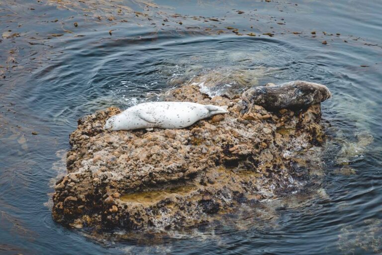 Point Lobos Hike: One of The Best Hikes on The California Coast!