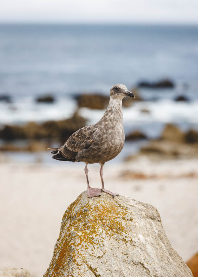 18 Best Hikes in Monterey to Tackle!