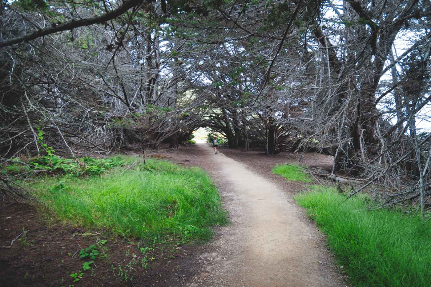 Guide to Garrapata State Park in Big Sur, CA