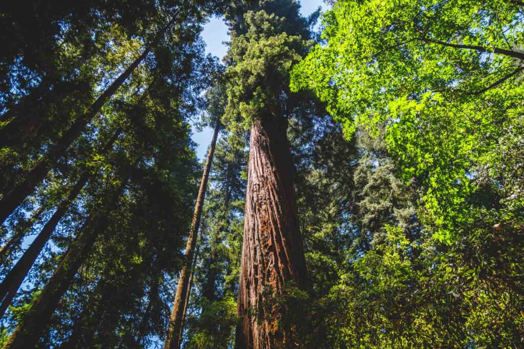 9 TOP Hikes in Santa Cruz