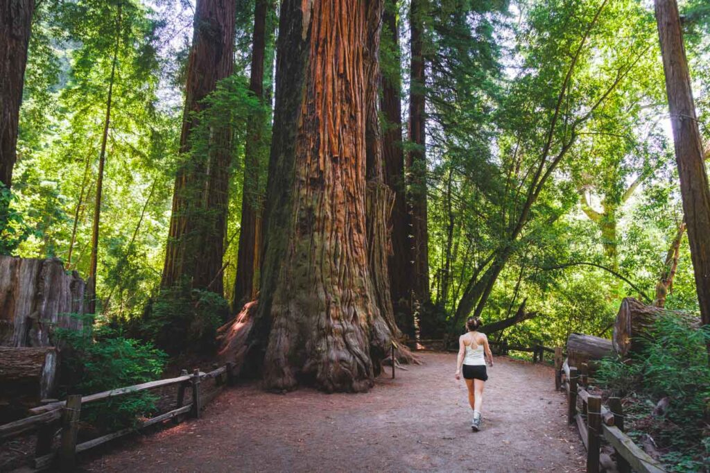 9 TOP Hikes in Santa Cruz