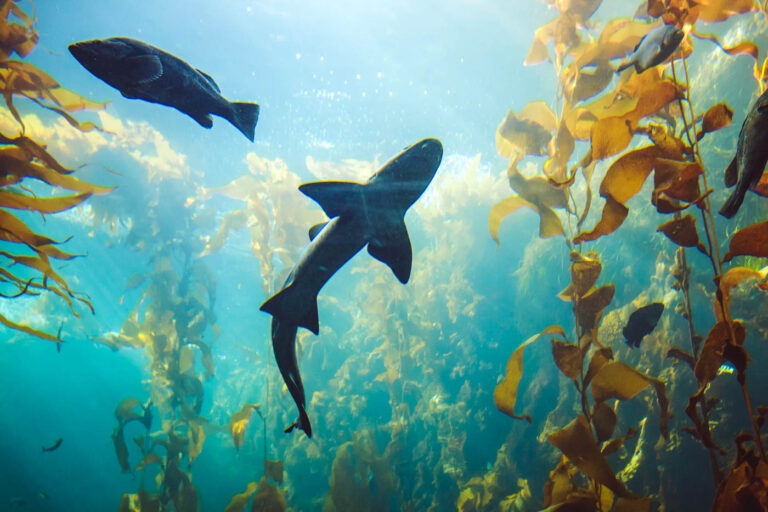 20 TOP Things To Do in Monterey, California (#11 & #18 Are The BEST!)