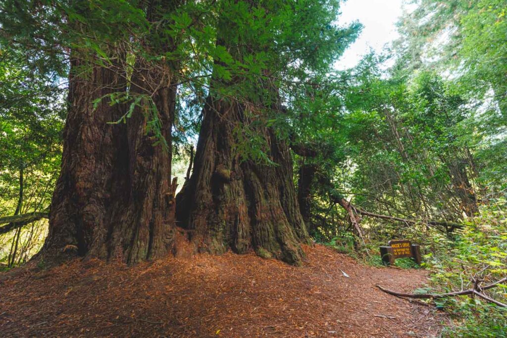 Where to See Redwoods in California (7 TOP Spots)