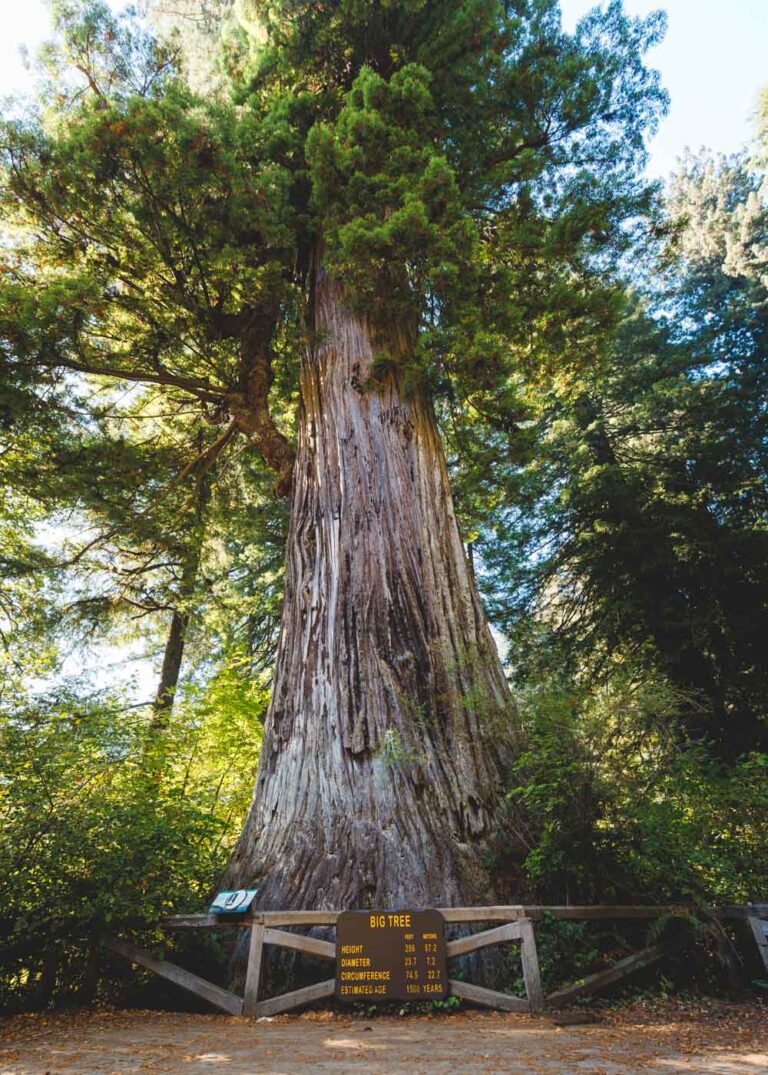 Check Out Prairie Creek Redwoods State Park in California!