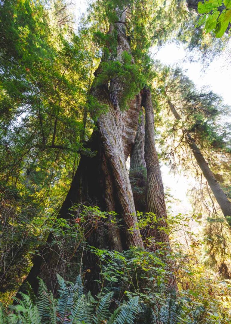 Check Out Prairie Creek Redwoods State Park in California!