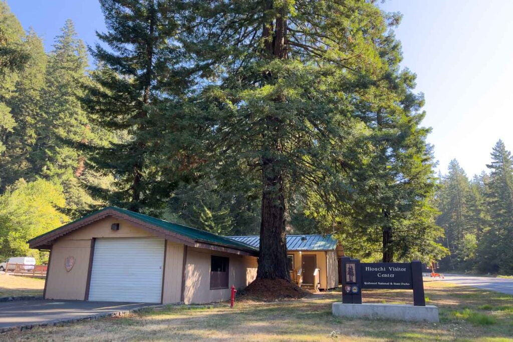 Your Guide to Jedediah Smith Redwoods