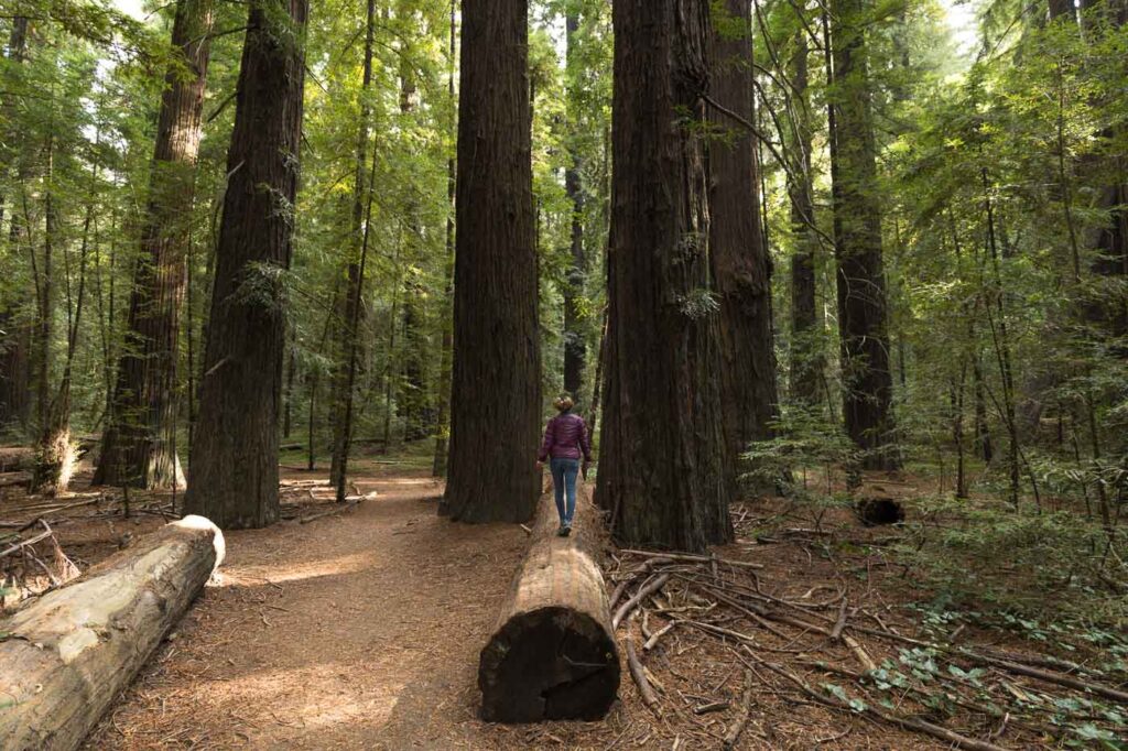 Avenue of the Giants: 14 Must-See Stops! - California