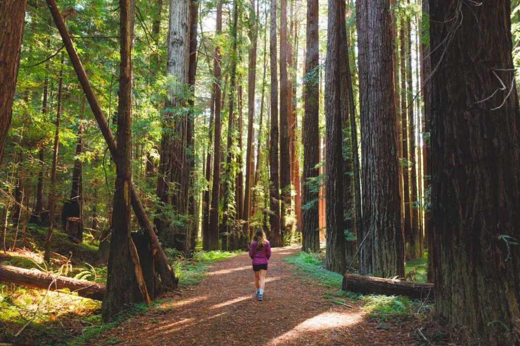 Where to See Redwoods in California (7 TOP Spots)