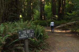 Your Guide to Jedediah Smith Redwoods